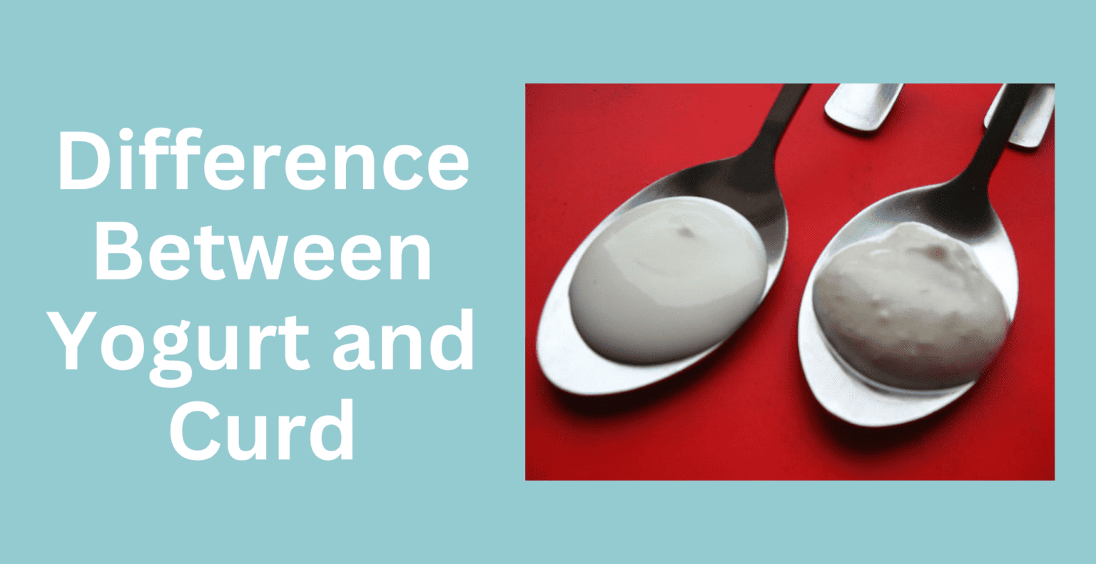 Difference between Yogurt and Curd Explained by Experts | Livofy